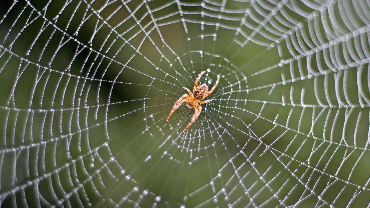 'Scaffolding' made from spider webs could be used to repair injured ...