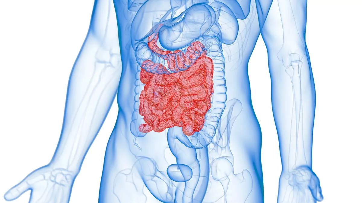 Bowel care breakthrough inside innovative lab-grown mini organs - Dr ...